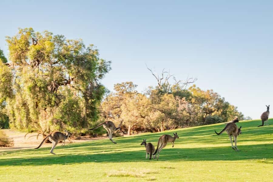 Swan Valley: Golf Cart Kangaroo Safari w/ Mini Golf & Drink - An In-Depth Look at What the Tour Offers