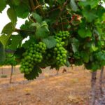 Swan Valley: Half-Day Wine Tour From Perth - Transportation and Group Size