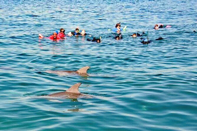 Swim and Paddle Board with Wild Dolphin Pods in Puerto Vallarta - Who Will Love This Tour?