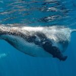 Swim with Humpback Whales - Ningaloo Reef - 3 Islands Whale Shark Dive - The Value of This Experience