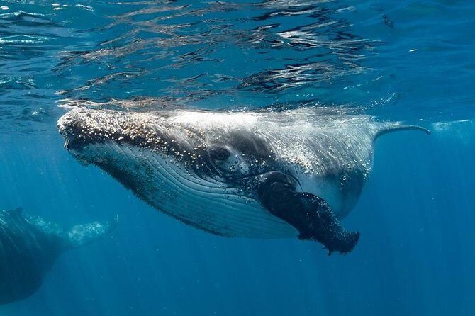 Swim with Humpback Whales - Ningaloo Reef - 3 Islands Whale Shark Dive - The Value of This Experience