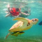 Swim with sea turtles - Guides and Service Quality