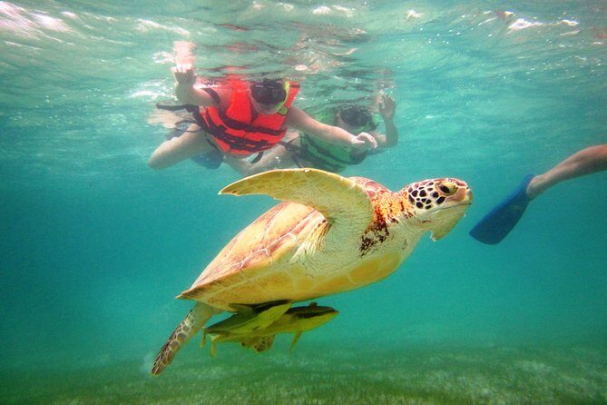 Swim with sea turtles - Guides and Service Quality