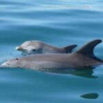 Swim With The Dolphins Experience in Bunbury Australia - Real Traveler Feedback and Insights