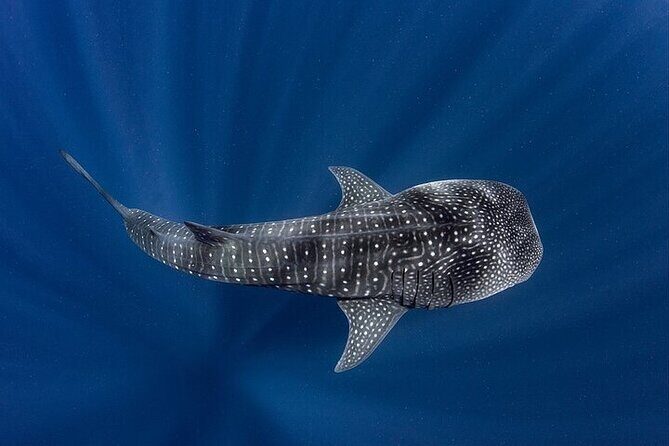 Swim with Whale Shark from La Paz - FAQs