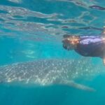 Swim with Whale Sharks #1 MUST DO IN LA PAZ - Why Youll Love This Experience