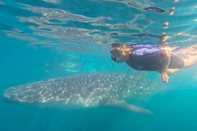 Swim with Whale Sharks #1 MUST DO IN LA PAZ - Why Youll Love This Experience