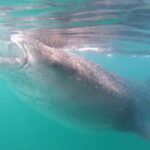 Swim with Whale Sharks in La Paz - The Experience in Detail