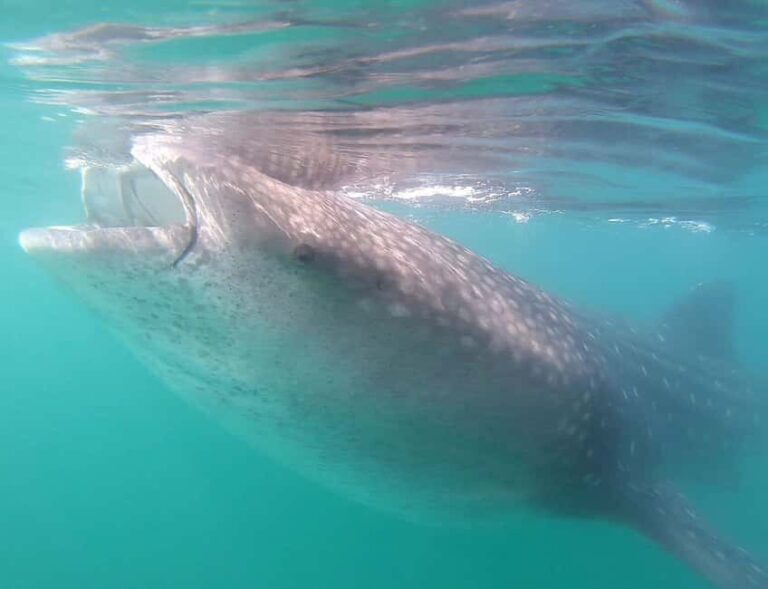 Swim with Whale Sharks in La Paz - The Experience in Detail