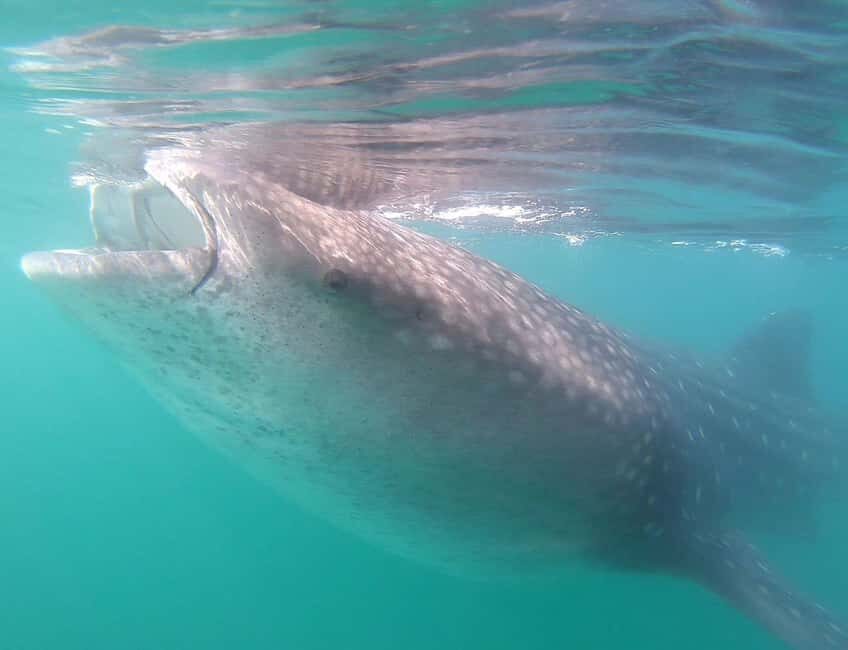 Swim with Whale Sharks in La Paz - The Experience in Detail