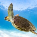 Swim with Whale Sharks in the Ningaloo Reef: 3 Island Shark Dive - The Practical Details