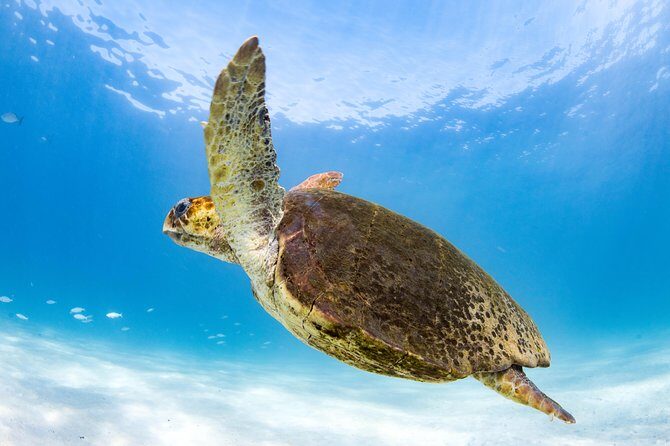 Swim with Whale Sharks in the Ningaloo Reef: 3 Island Shark Dive - The Practical Details