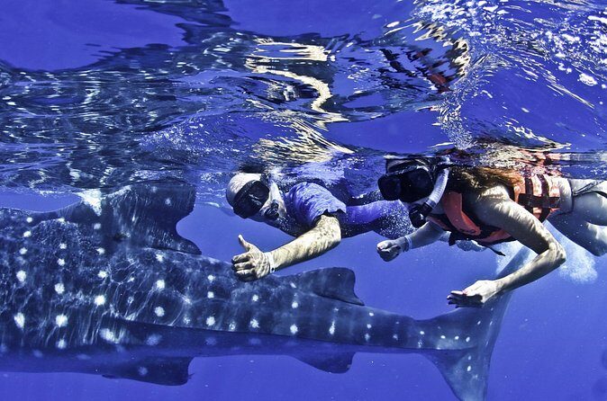 Swim with Whale Sharks & Isla Mujeres - Who Is This Tour Ideal For?