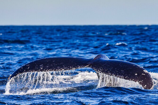 Swim with Whales Gold Coast - Who Will Love This Tour?