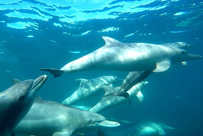 Swim with Wild Dolphins Day Tour - Potential Drawbacks to Keep in Mind