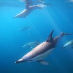 Swim With Wild Dolphins in Tauranga - Who Should Book This Tour?