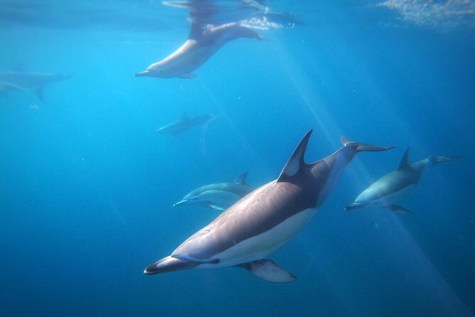 Swim With Wild Dolphins in Tauranga - Who Should Book This Tour?