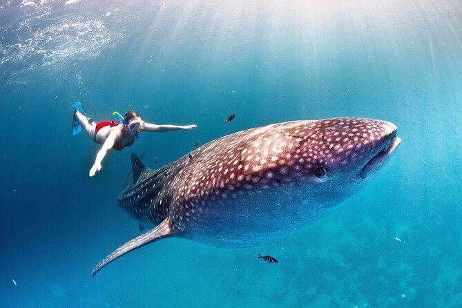 Swimming Expedition Whale Shark Departures from Cancun - Authentic Encounters and Practical Tips