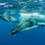 Swimming with Whales in Moorea (Half Day tour) - Why This Tour Delivers Great Value