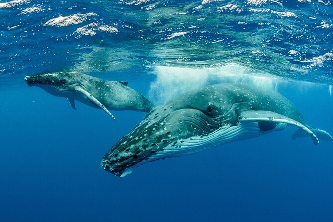 Swimming with Whales in Moorea (Half Day tour) - Why This Tour Delivers Great Value