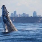 Sydney: 2.5-Hour Discovery Whale Watching Tour by Catamaran - The Itinerary: What to Expect on the Day