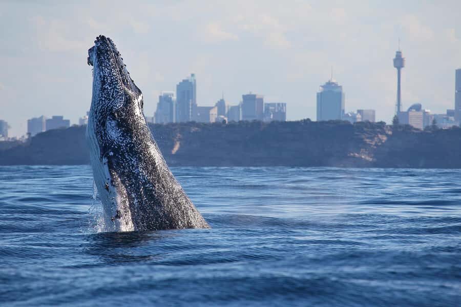 Sydney: 2.5-Hour Discovery Whale Watching Tour by Catamaran - The Itinerary: What to Expect on the Day