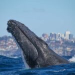 Sydney: 2-hour Express Whale Watching Cruise - Who Will Love This Tour?