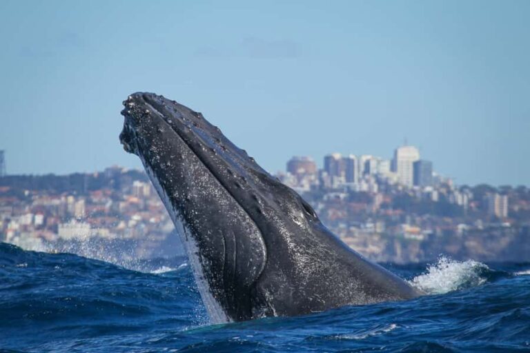 Sydney: 2-hour Express Whale Watching Cruise - Who Will Love This Tour?