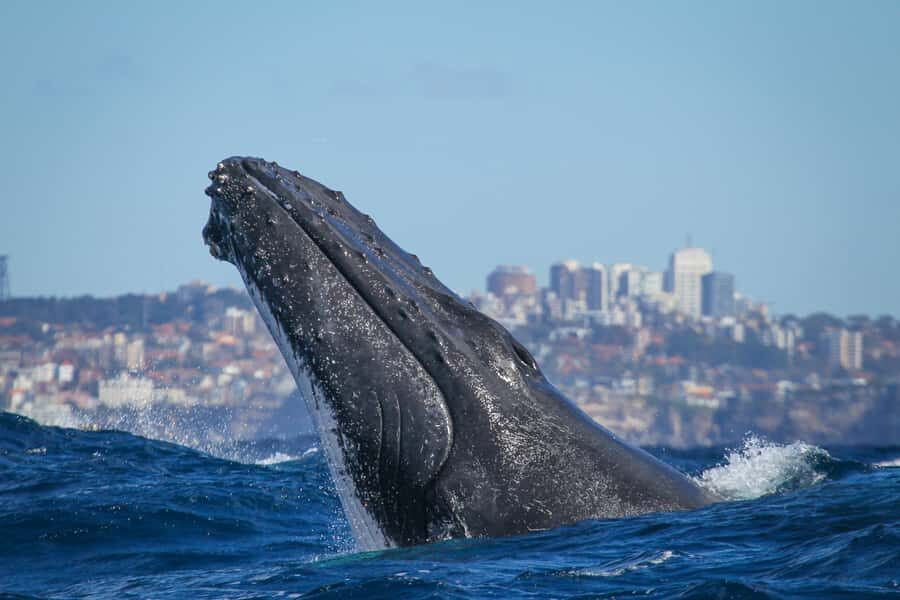 Sydney: 2-hour Express Whale Watching Cruise - Who Will Love This Tour?