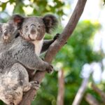 Sydney: Blue Mountains, Scenic World, & Wildlife Park Tour - The Itinerary: What You Can Expect