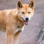 Sydney: Featherdale Wildlife Park Private Tour - Introduction to the Featherdale Wildlife Park Private Tour