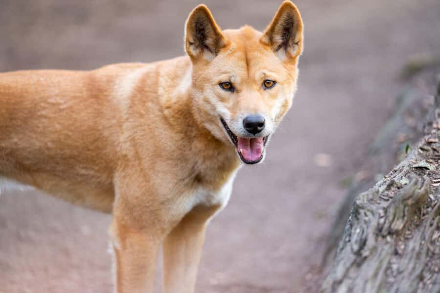 Sydney: Featherdale Wildlife Park Private Tour - Introduction to the Featherdale Wildlife Park Private Tour