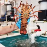 Sydney Fish Market Discovery Tour - A Detailed Look at the Sydney Fish Market Discovery Tour