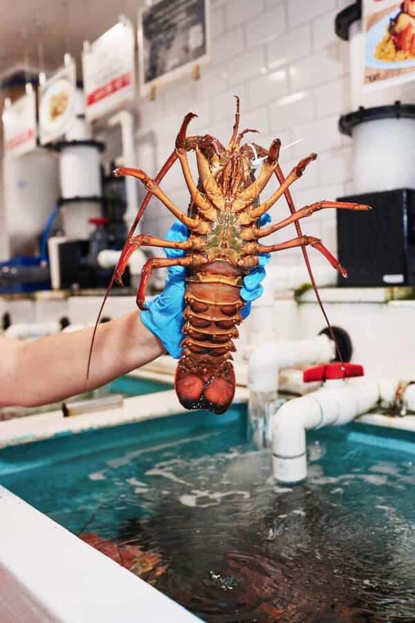 Sydney Fish Market Discovery Tour - A Detailed Look at the Sydney Fish Market Discovery Tour