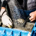 Sydney: Fish Market Food Tour - Key Points