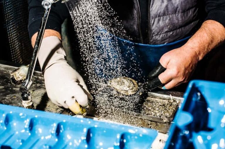 Sydney: Fish Market Food Tour - Key Points