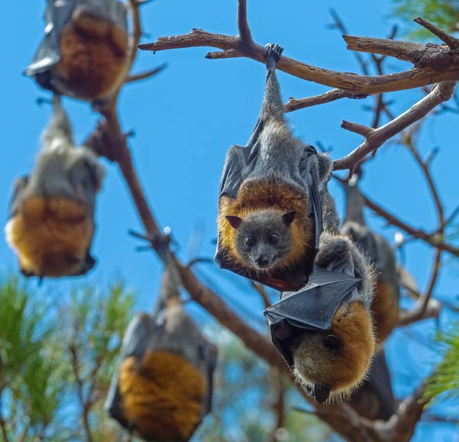 Sydney: Flying Fox Tour, Australia's Largest Bats - Detailed Itinerary and Experience Breakdown