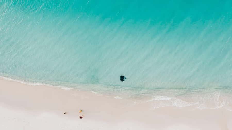 Sydney: Jervis Bay Tour with Beaches, Koalas & Kangaroos - The Wildlife Encounters: Authentic and Carefully Managed