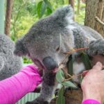 Sydney: Nature and Wildlife - Australia in One Day - Why This Tour Offers Great Value
