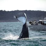 Sydney: Ocean Whale Watching Experience - Why This Tour Works Well for Travelers