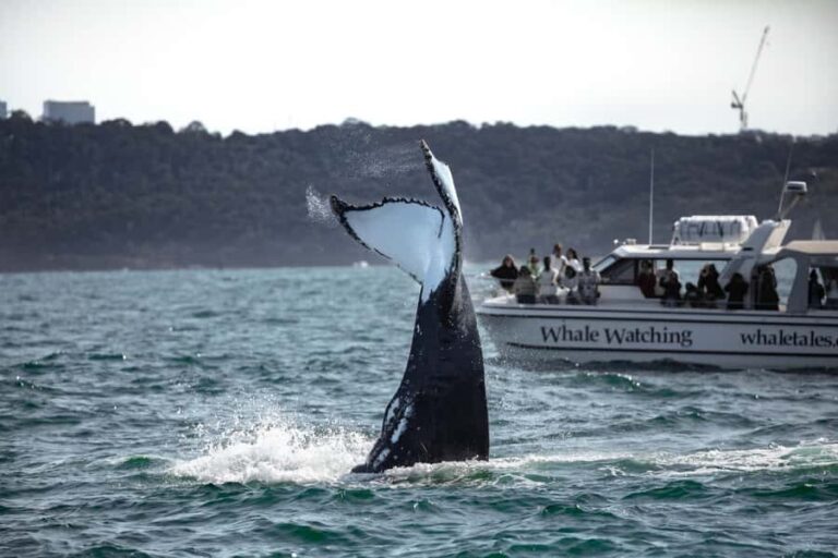 Sydney: Ocean Whale Watching Experience - Why This Tour Works Well for Travelers