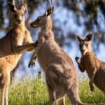 Sydney: PRIVATE Blue Mountains, Wildlife & Cruise Luxe Tour (10h) - How the Experience Comes to Life