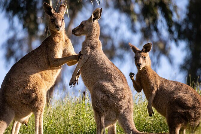 Sydney: PRIVATE Blue Mountains, Wildlife & Cruise Luxe Tour (10h) - How the Experience Comes to Life