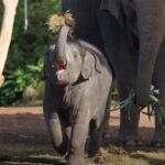 Sydney: Taronga Zoo Ticket with Return Ferry - Exploring Taronga Zoo: What to Expect on Your Day