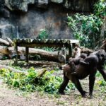 Sydney Taronga Zoo Wild Australia Experience - The Itinerary in Detail