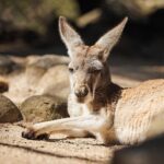 Sydney Taronga Zoo's Aussie Backyard Adventure Tour - Final Thoughts: Is It Worth It?