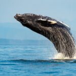 Sydney Whale Watching Adventure Cruise - The Itinerary in Detail