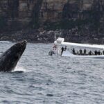 Sydney Whale-Watching by Speed Boat - Practical Tips for a Great Experience