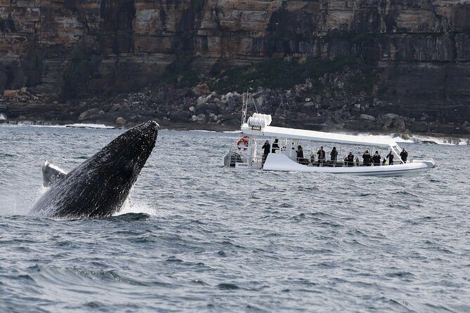 Sydney Whale-Watching by Speed Boat - Practical Tips for a Great Experience