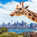 Sydney: Whale Watching Cruise and Taronga Zoo Package - What to Know Before You Go